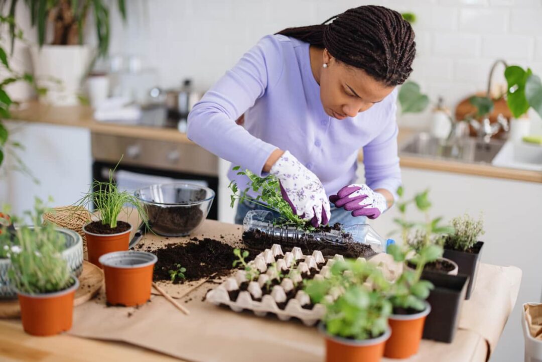 Horta caseira: veja os passos para fazer uma horta em casa ou ...