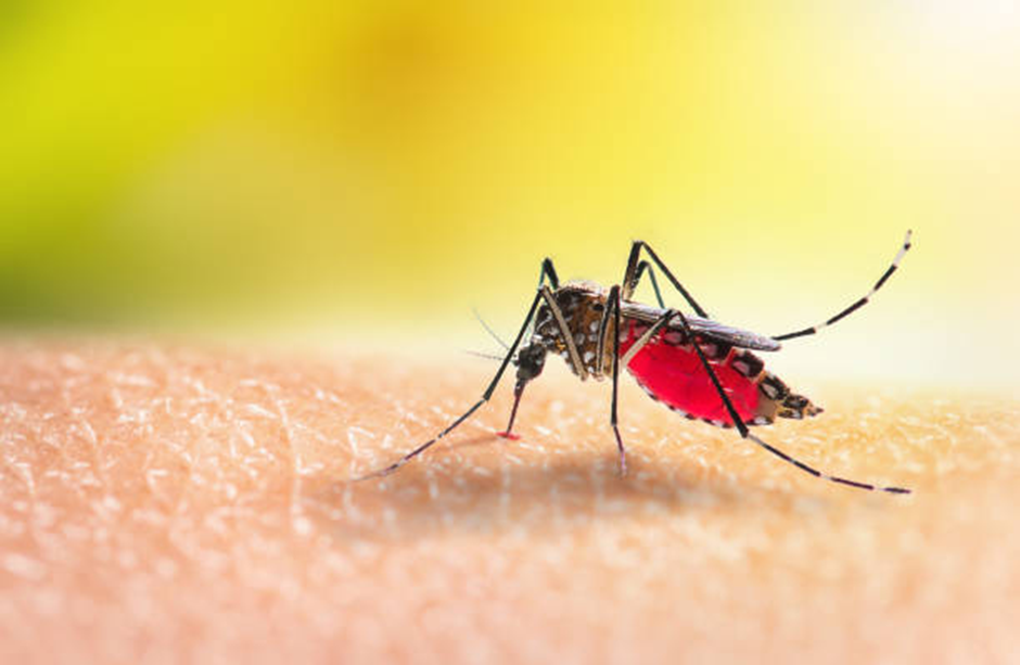 Sintomas Da Dengue Fique Atento